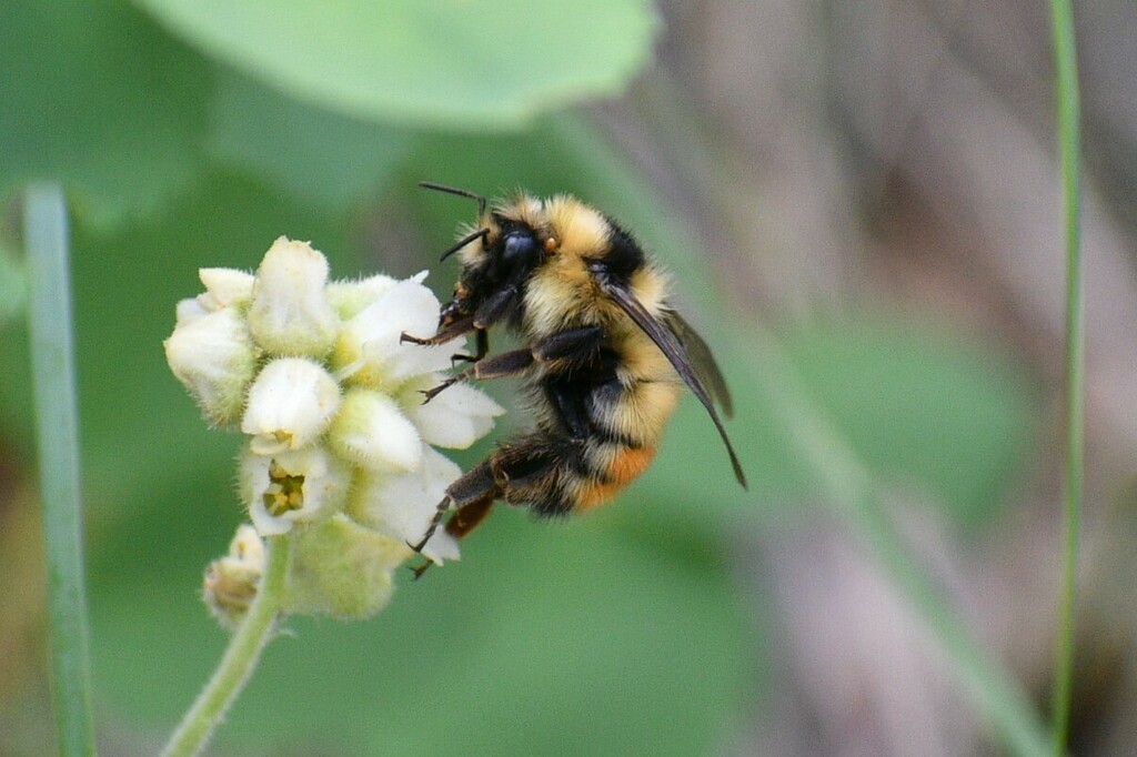 Great Basin Bumble Bee from Okanagan-Similkameen, BC, Canada on May 21 ...