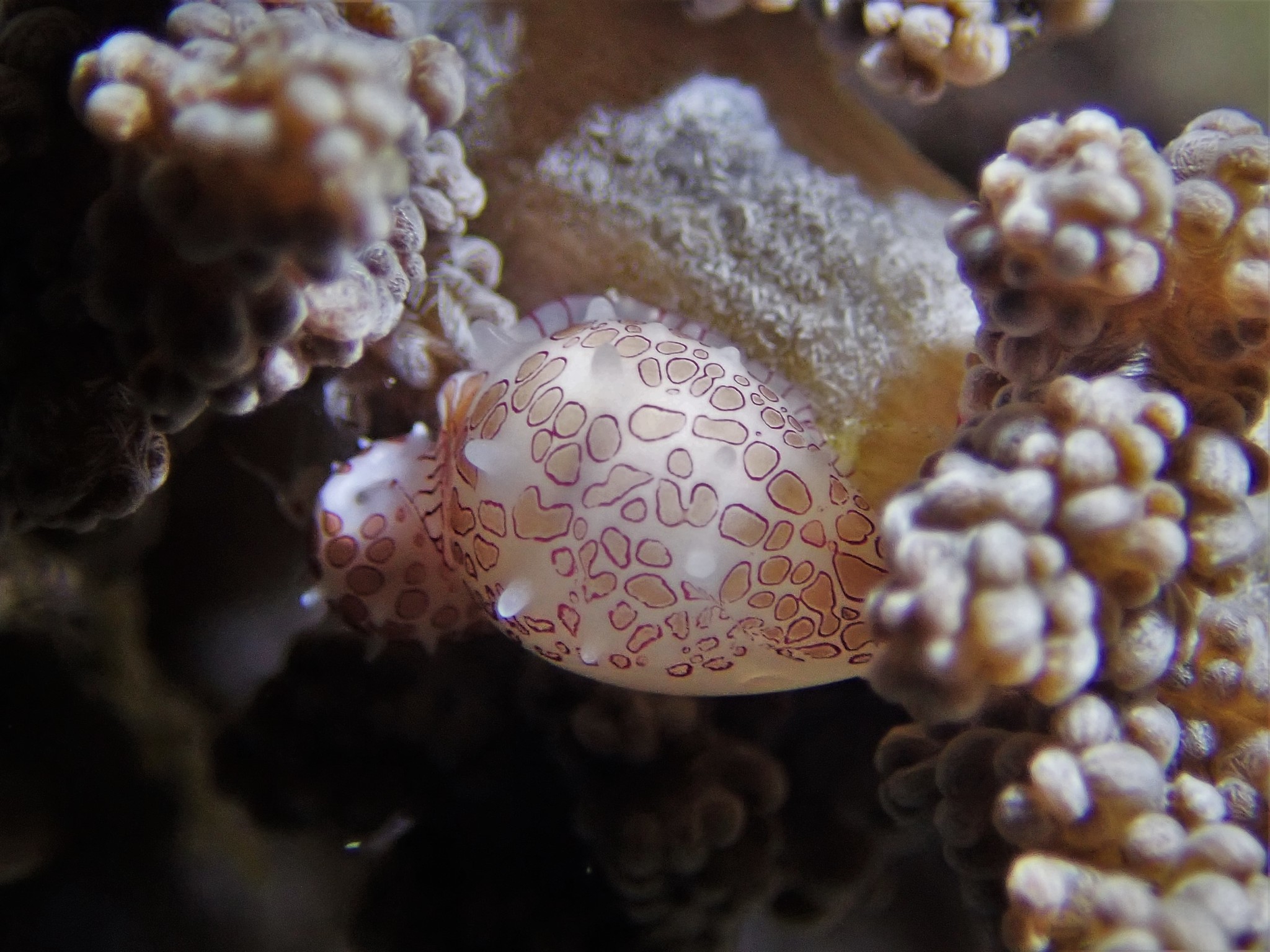 Diminovula margarita (G.B.Sowerby I, 1828)