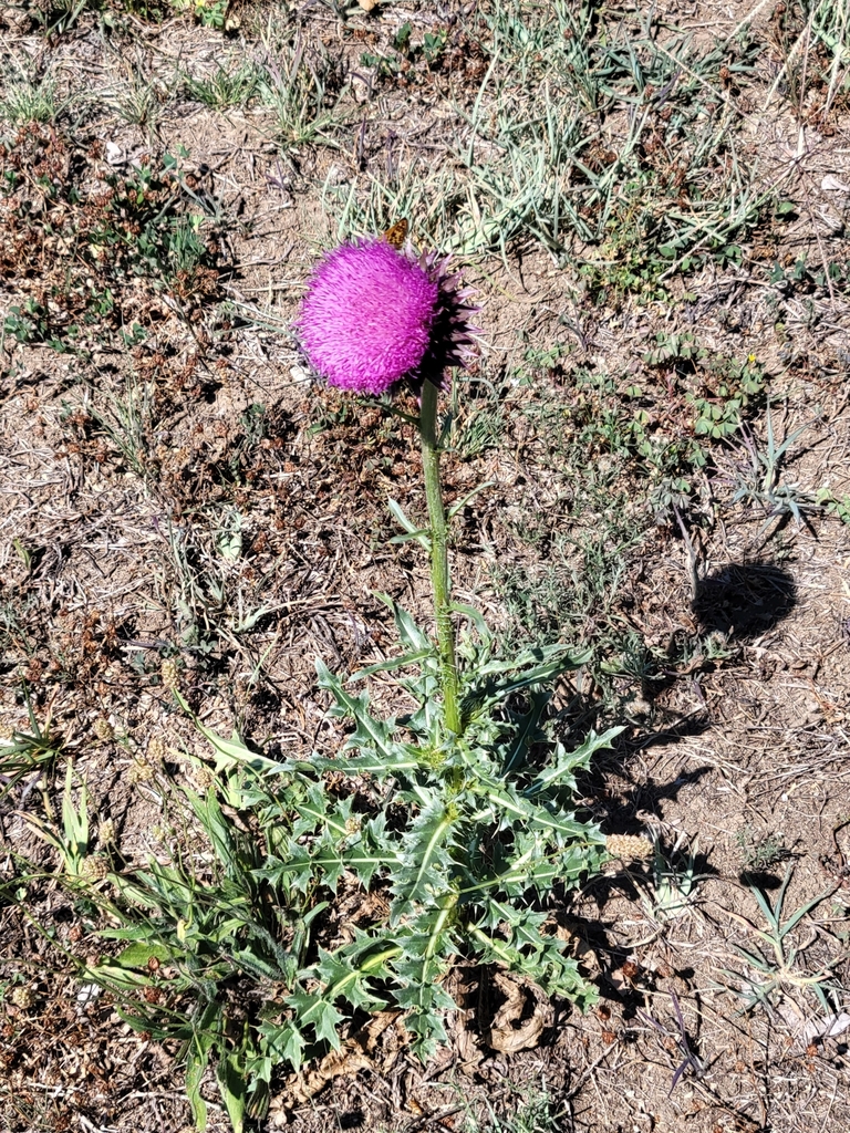 musk thistle from Florence, MO 65329, USA on July 10, 2023 at 10:38 AM ...