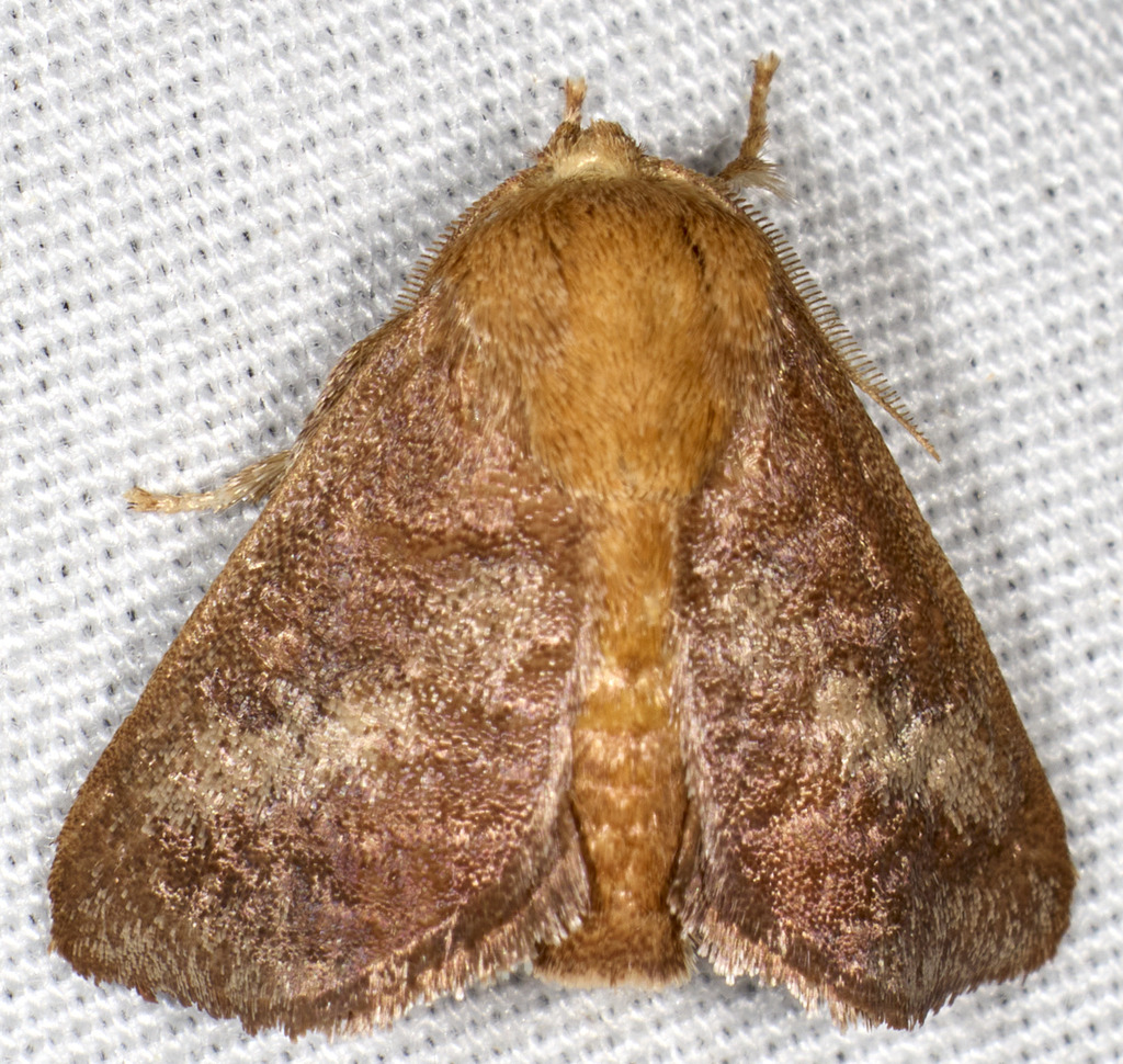 Crowned Slug Moth from College Hill, Cincinnati, OH, USA on July 9 ...