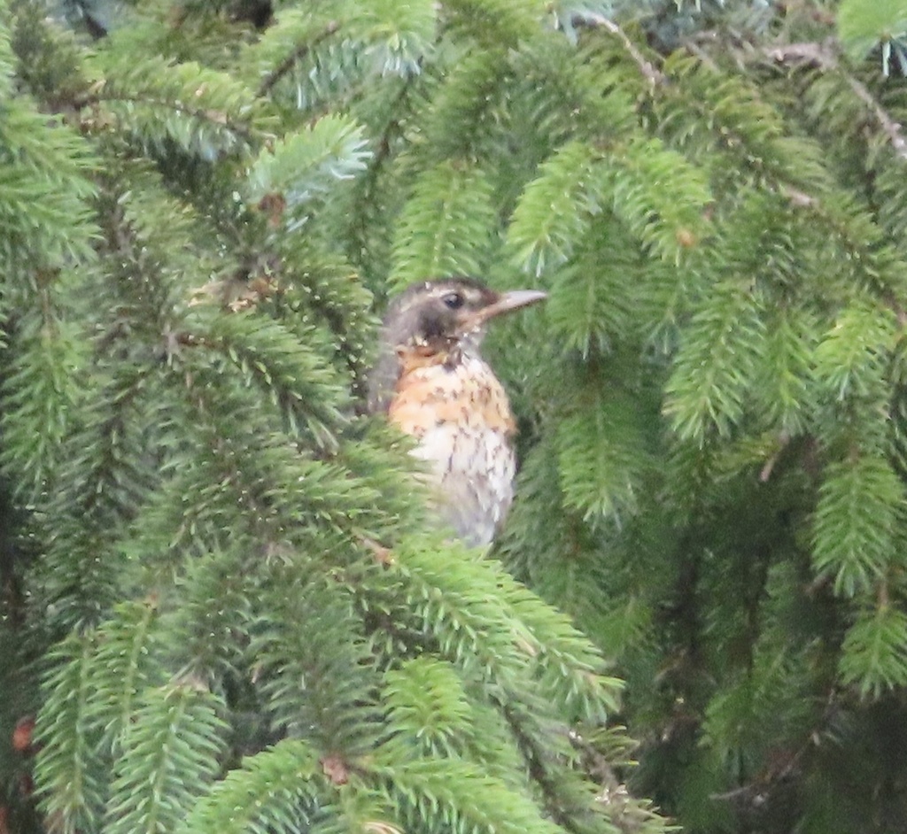 American Robin from North Pacific Ocean, Kupreanof, AK, US on July 10 ...