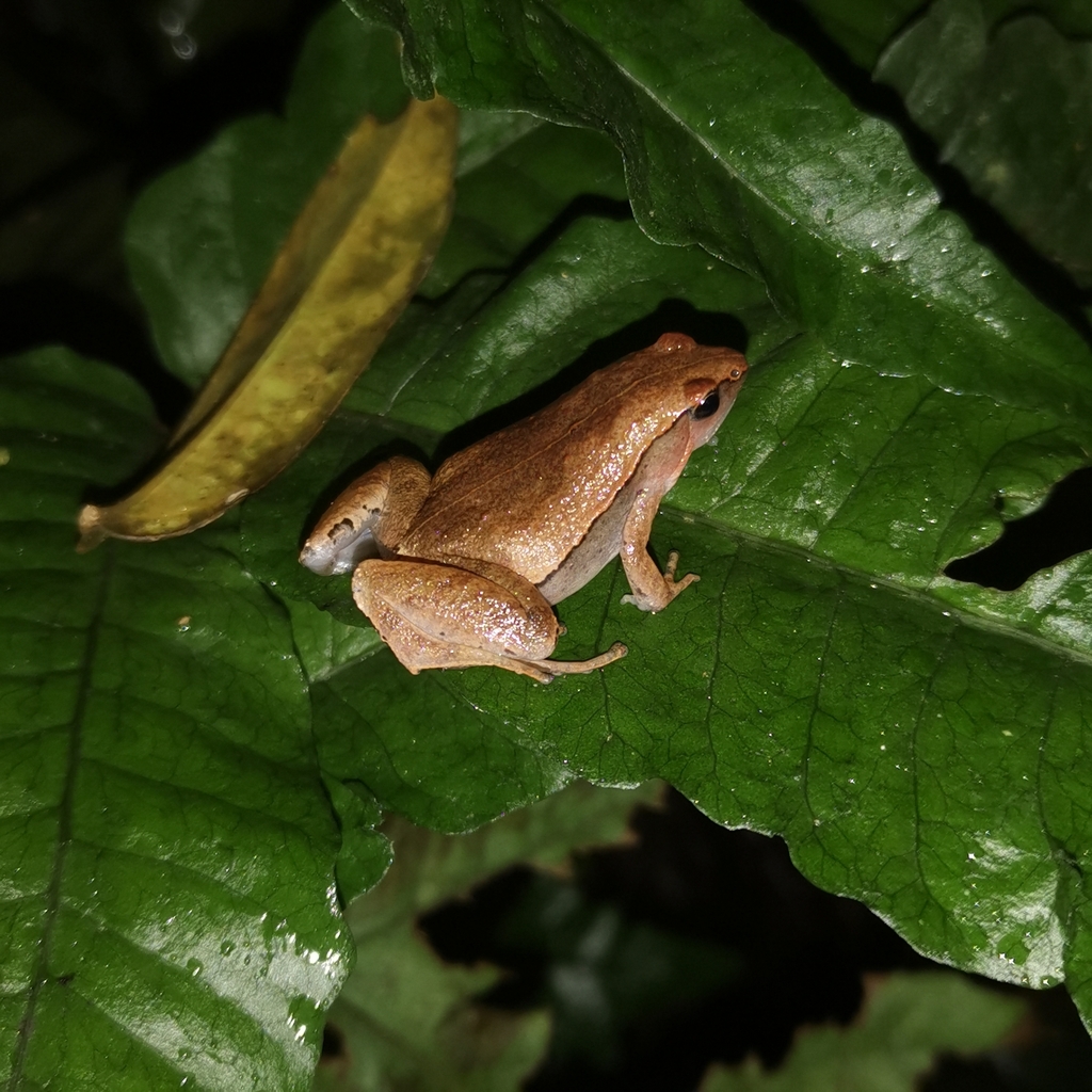 Dark-sided Chorus Frog from 云南省西双版纳傣族自治州勐腊县勐仑镇刺芫荽中国科学院西双版纳热带植物园 on July 10, 2023 at 10:03 PM by ...