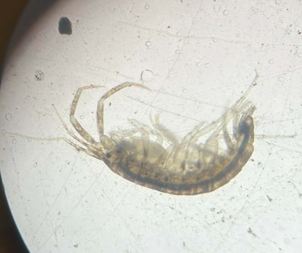 Corophiida from San Pedro, Los Angeles, CA, USA on July 5, 2023 at 10: ...