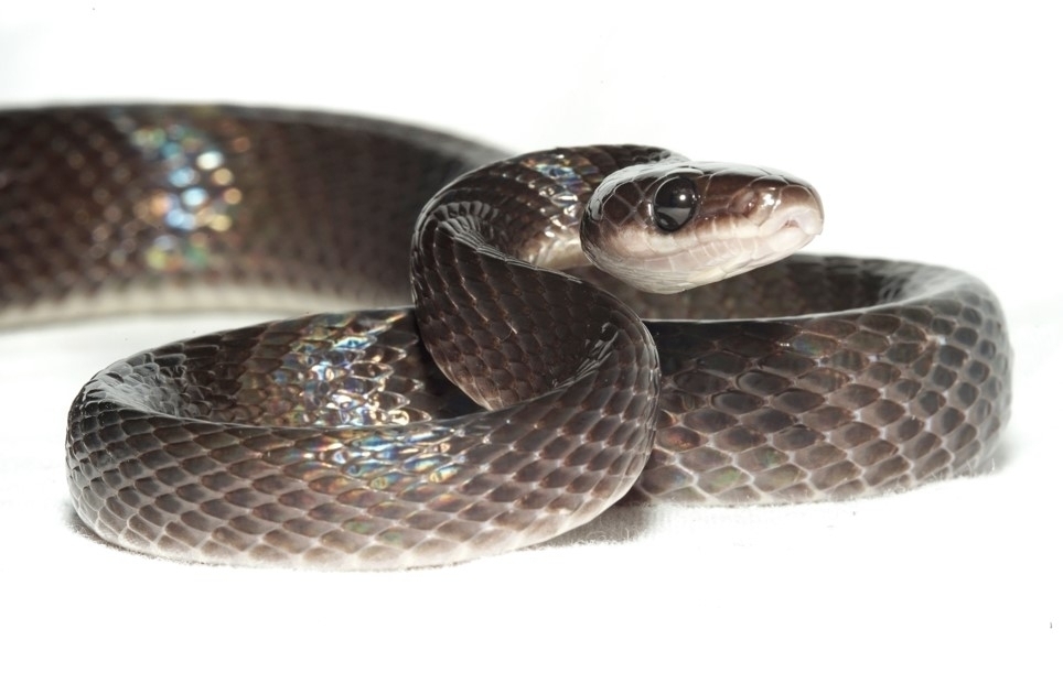 Forest Flame Snake from Chontamarca, Ecuador on June 14, 2023 at 10:00 ...