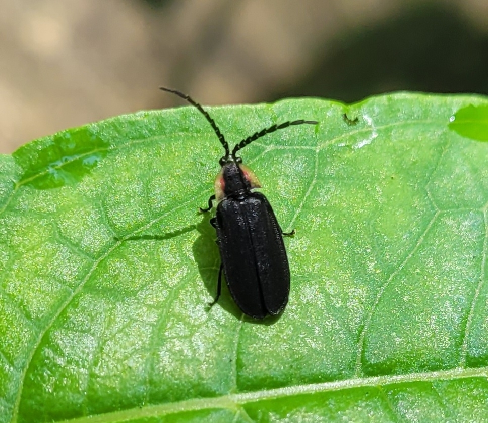 Black Firefly from Norwell, MA 02061, USA on June 30, 2023 at 10:26 AM ...