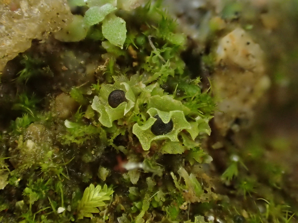 Frillworts from Hout Bay, Cape Town, South Africa on July 10, 2023 at ...
