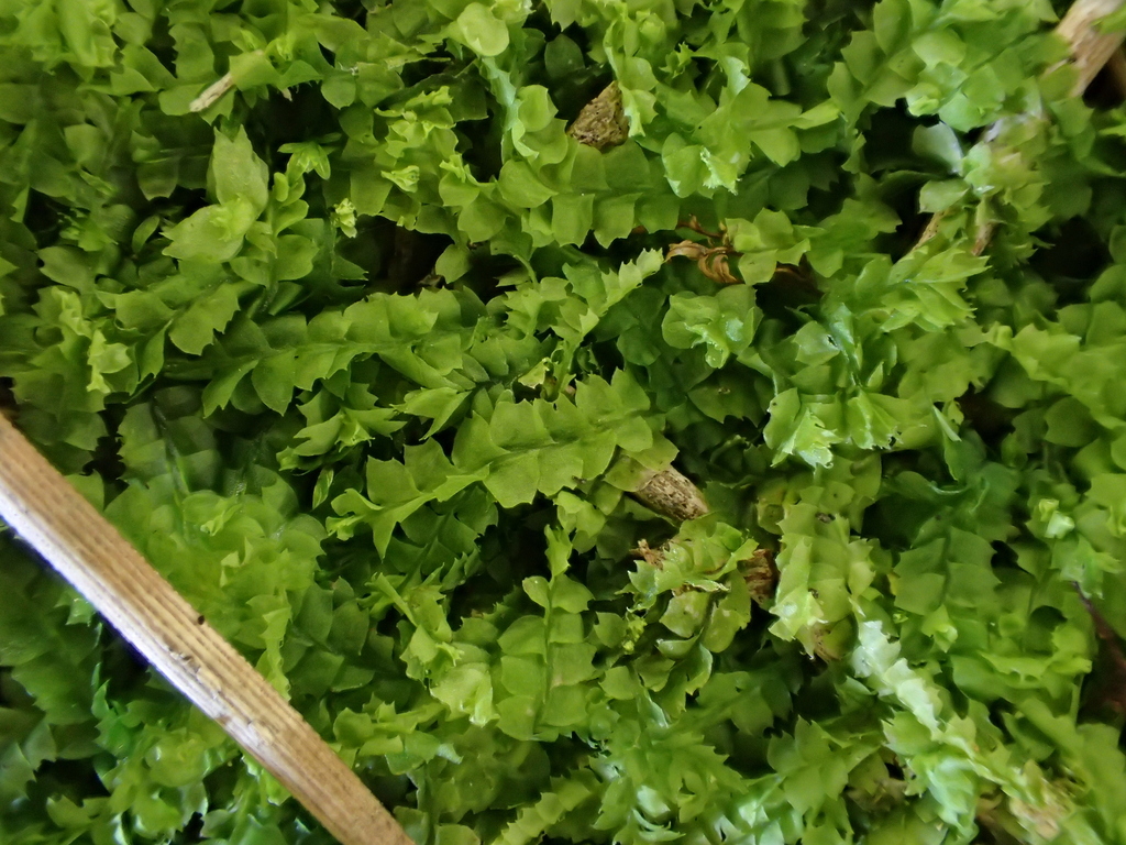 Various-leaved Crestwort from Hout Bay, Cape Town, South Africa on July ...