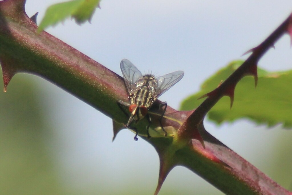 Bot Flies, Blow Flies, and Allies from Herefordshire, UK on July 7 ...