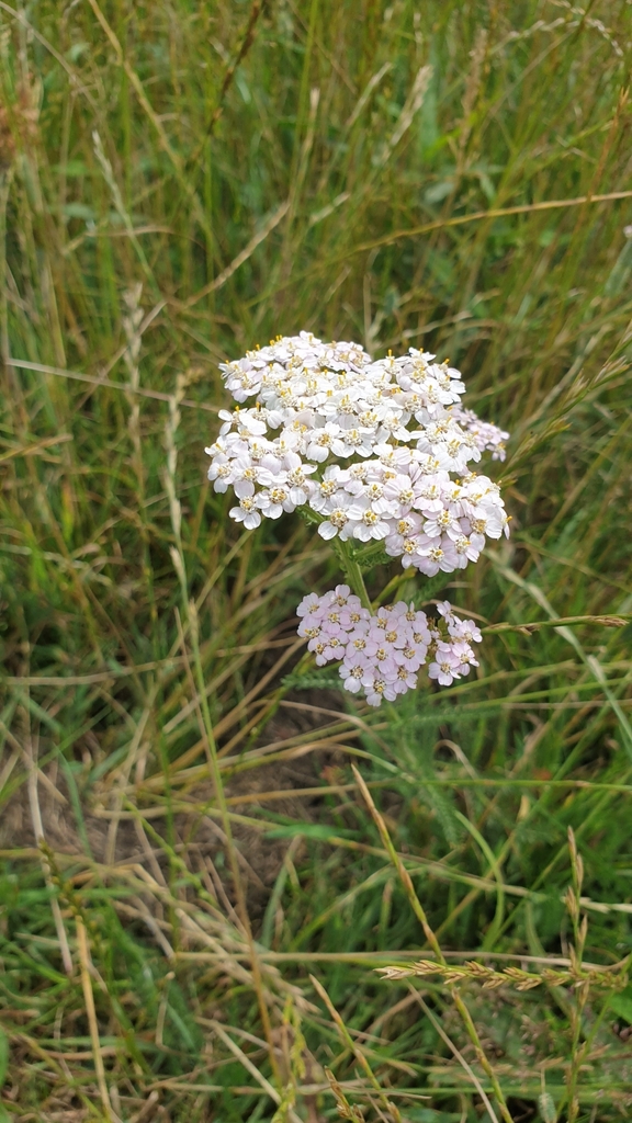 common yarrow from Norwich NR4, UK on July 10, 2023 at 02:26 PM by ...