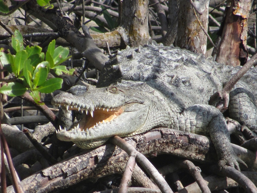 American Crocodile in January 2019 by Al · iNaturalist