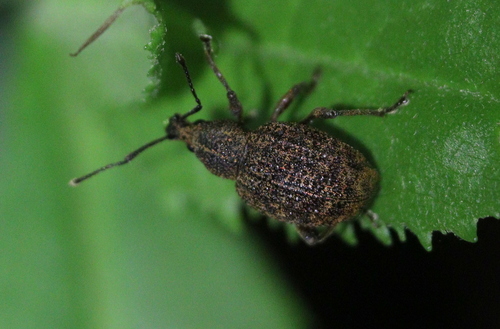 Otiorhynchus kollari · iNaturalist United Kingdom