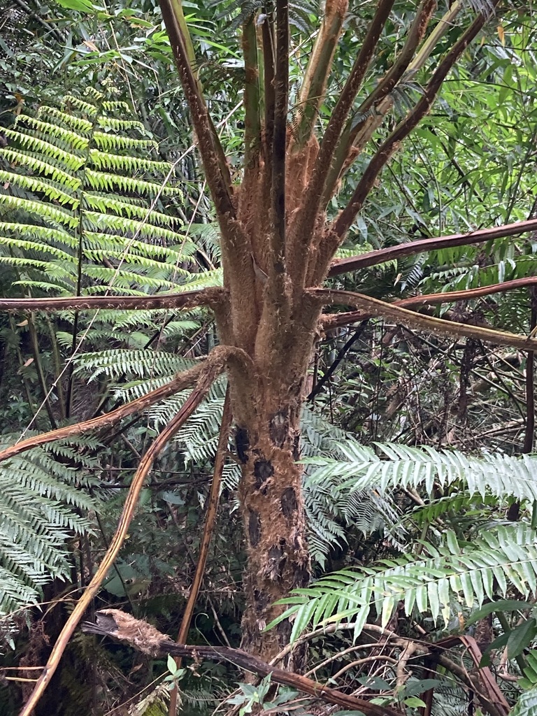 Flying Spider Monkey Tree Fern from 藤坪古道 on July 9, 2023 at 12:08 PM by ...