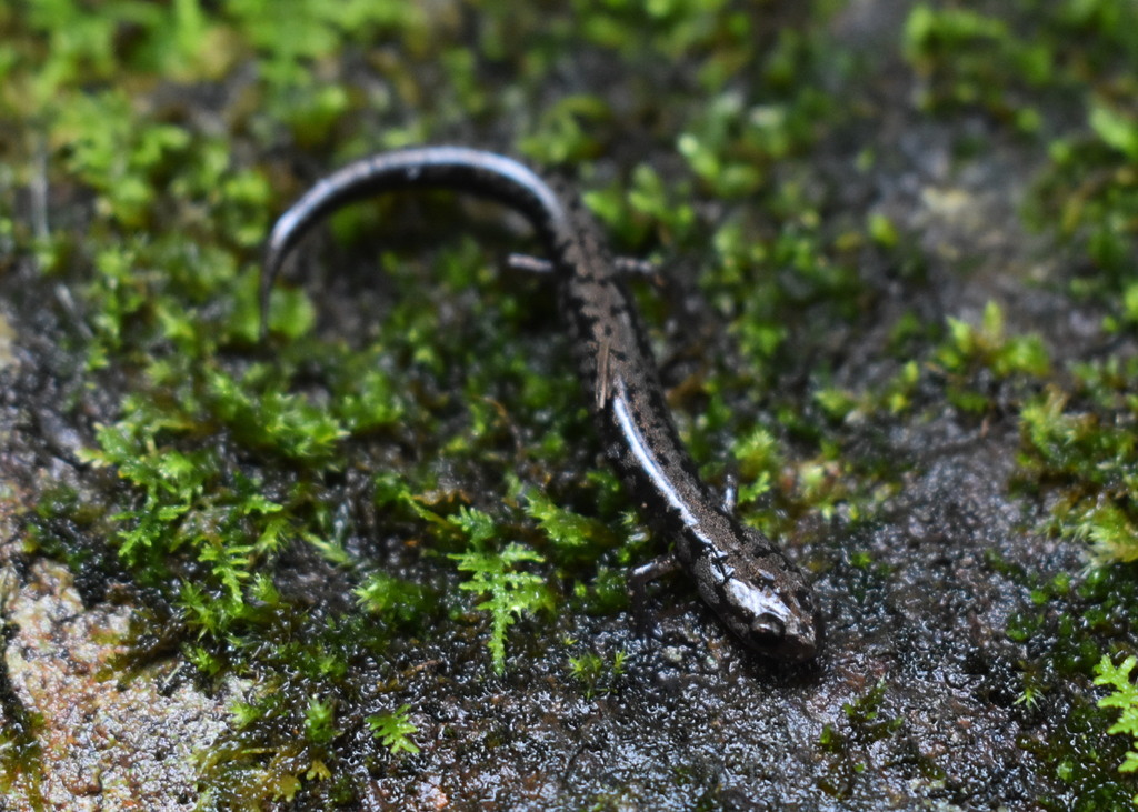 Weller's Salamander in July 2023 by Jared Gorrell · iNaturalist