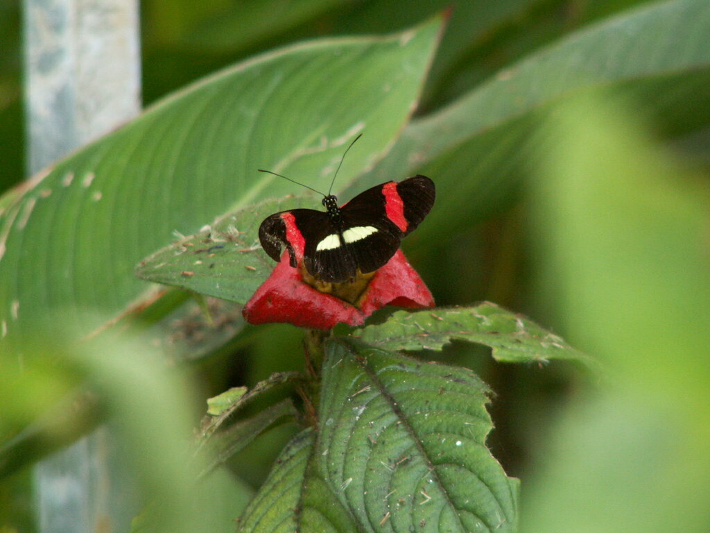 Crimson-patched Longwing from Colón District, Panama on March 14, 2005 ...