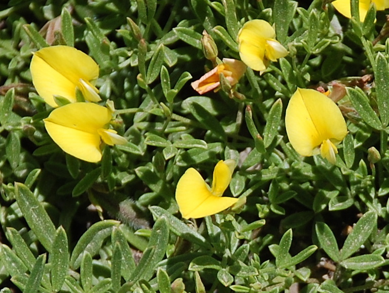 Lotononis pungens from 3 km from Stilbaai to Gouritz River South Africa ...