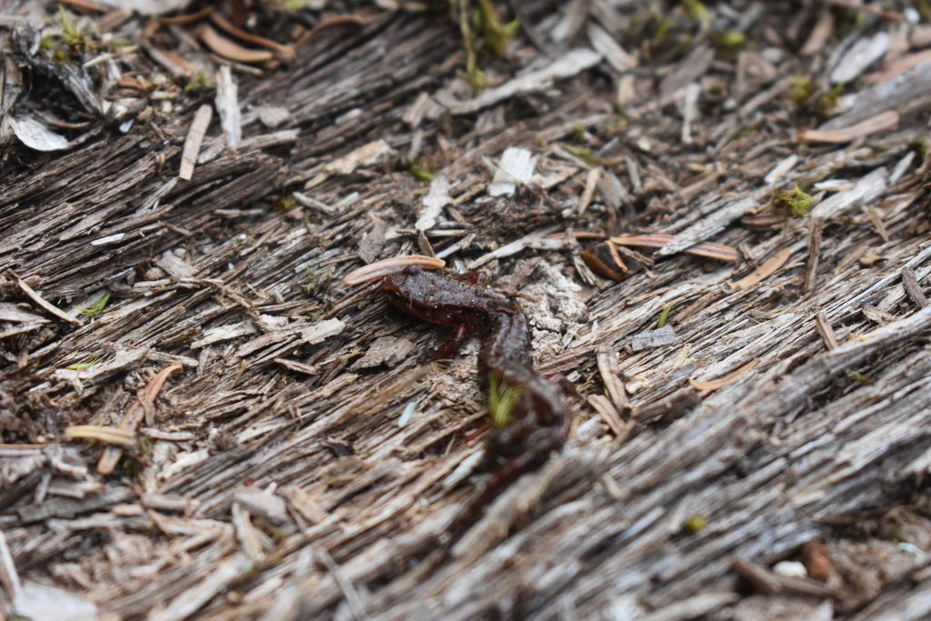 Northern Pygmy Salamander in July 2023 by Jared Gorrell · iNaturalist