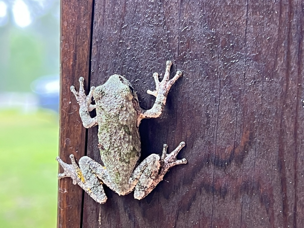Gray Treefrog Species Complex from CR-89, Park Rapids, MN, US on July 4 ...