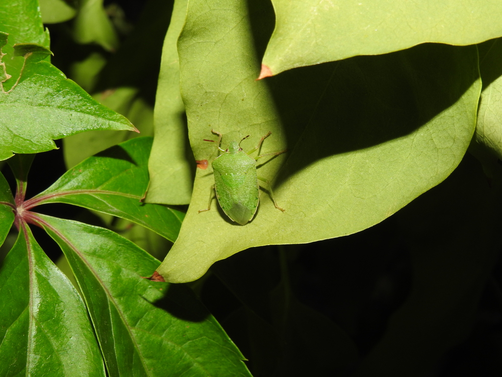 Southern Green Stink Bug from 68519 Viernheim, Germany on July 10, 2023 ...