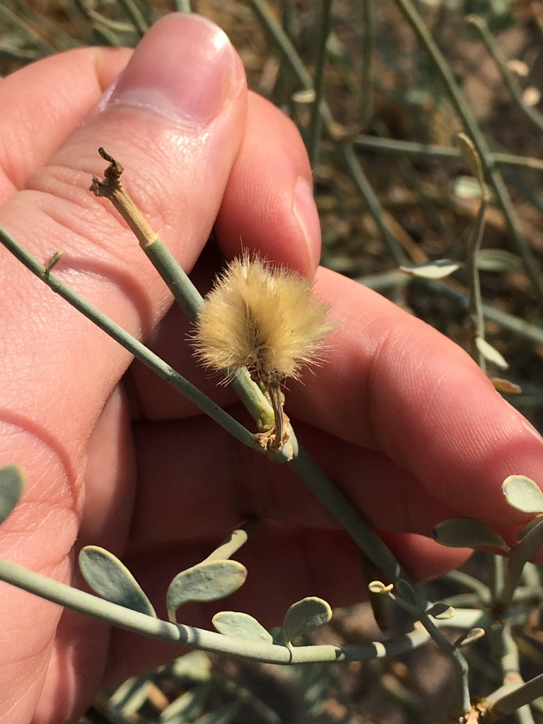 Desert Broom from Westdene, Keetmanshoop, Namibia on June 26, 2023 at ...