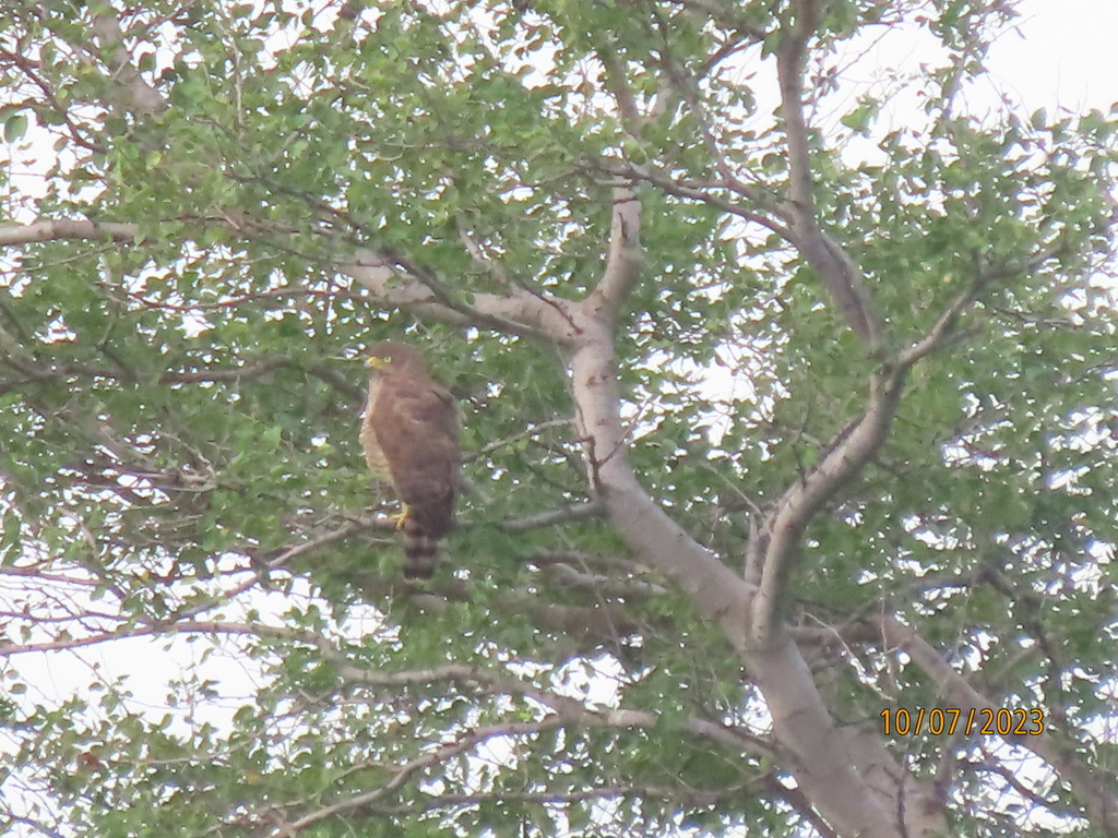 Roadside Hawk from Santo Domingo Ingenio, Oax., México on July 10, 2023 ...