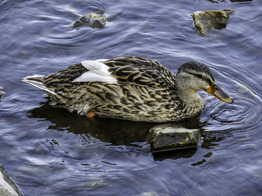 Mallard from Cambridge, ON, Canada on July 10, 2023 at 07:25 AM by ...