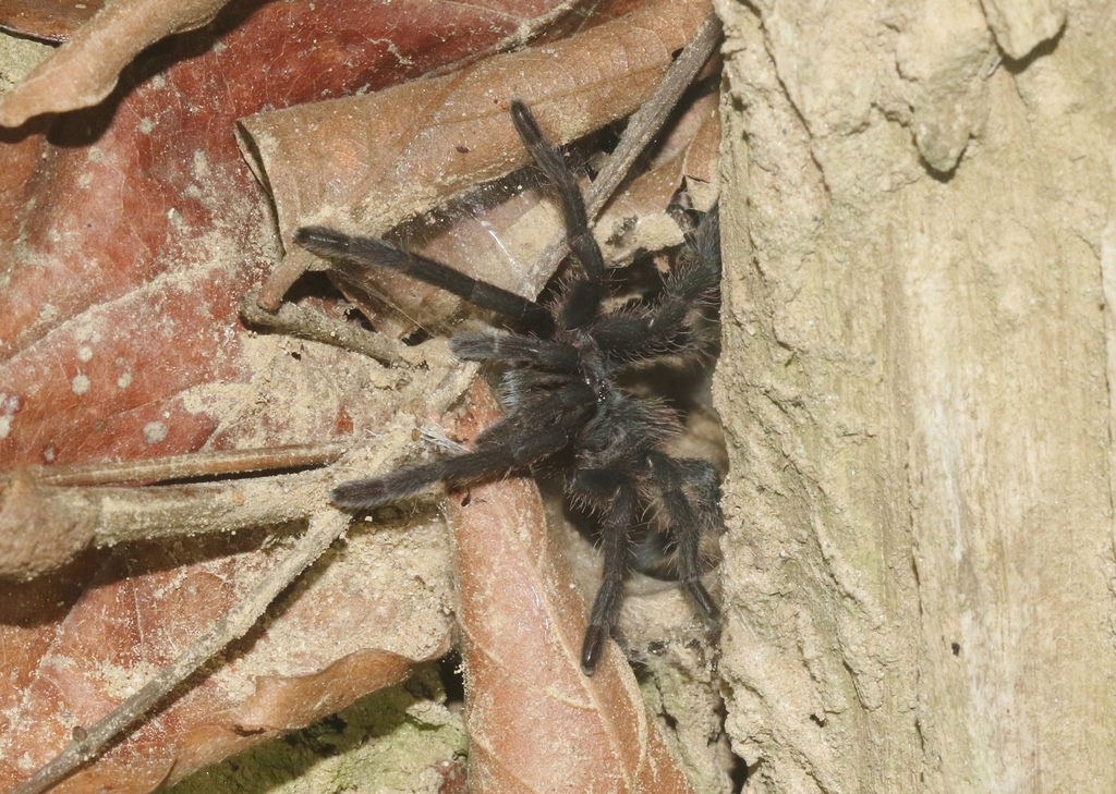 Asia-Pacific Tarantulas from Habiganj District, Bangladesh on April 16 ...