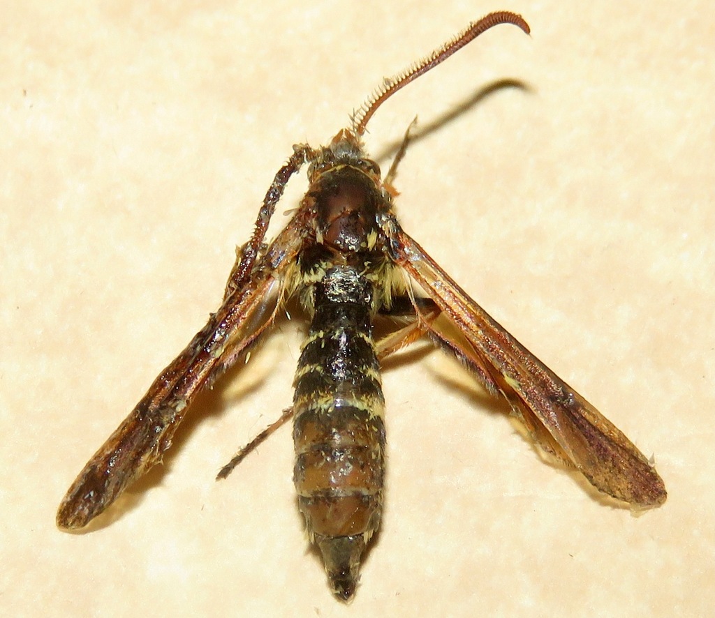 Lilac Borer Moth from 508 Seeley St. Creighton, NE 68729, USA on July ...