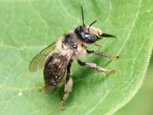 Orange-tipped Wood-digger from Oakland Lake Wildflower Meadow, Bayside ...