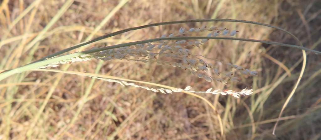 Kleingrass from Georgetown, TX, USA on July 10, 2023 at 08:53 AM by ...