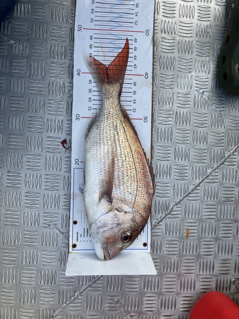 Australasian Snapper from Rauoterangi Channel, Wellington, NZ on July ...
