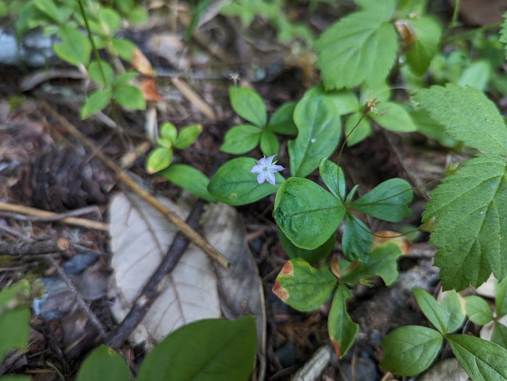 Western Starflower in July 2023 by Ryan Sorrells · iNaturalist