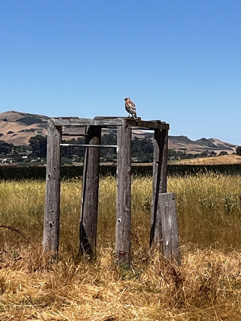Red-shouldered Hawk from Dalidio, San Luis Obispo, CA, US on July 10 ...