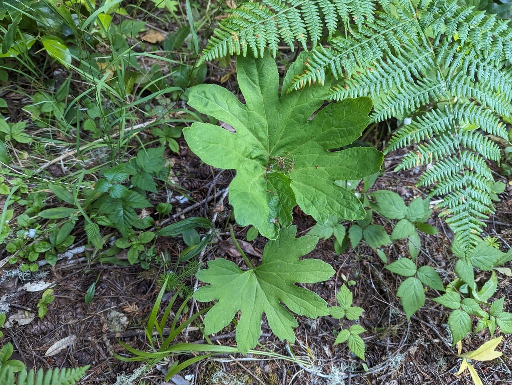 Arctic Butterbur in July 2023 by Ryan Sorrells · iNaturalist