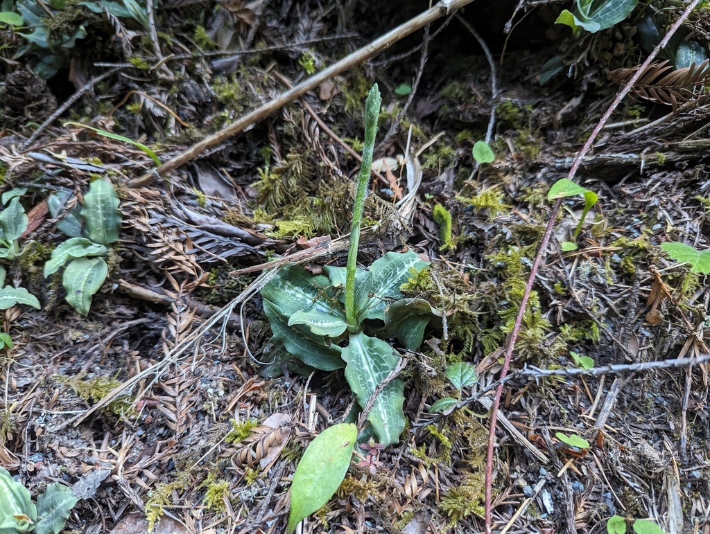 Western Rattlesnake Plantain in July 2023 by Ryan Sorrells · iNaturalist