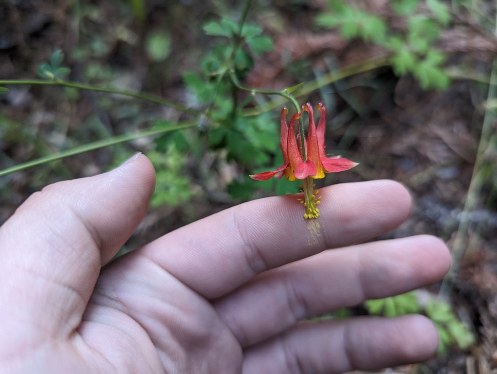 western columbine in July 2023 by Ryan Sorrells · iNaturalist