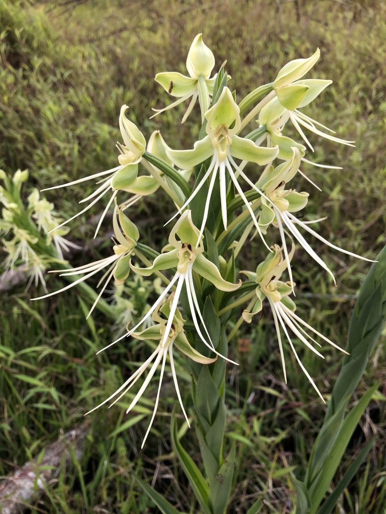 orchids (Orchidaceae) - Botanical Realm