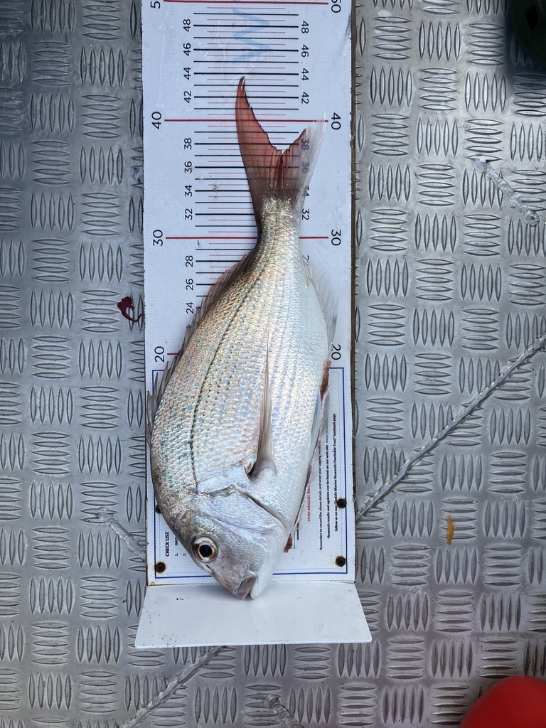 Australasian Snapper from Rauoterangi Channel, Wellington, NZ on July ...