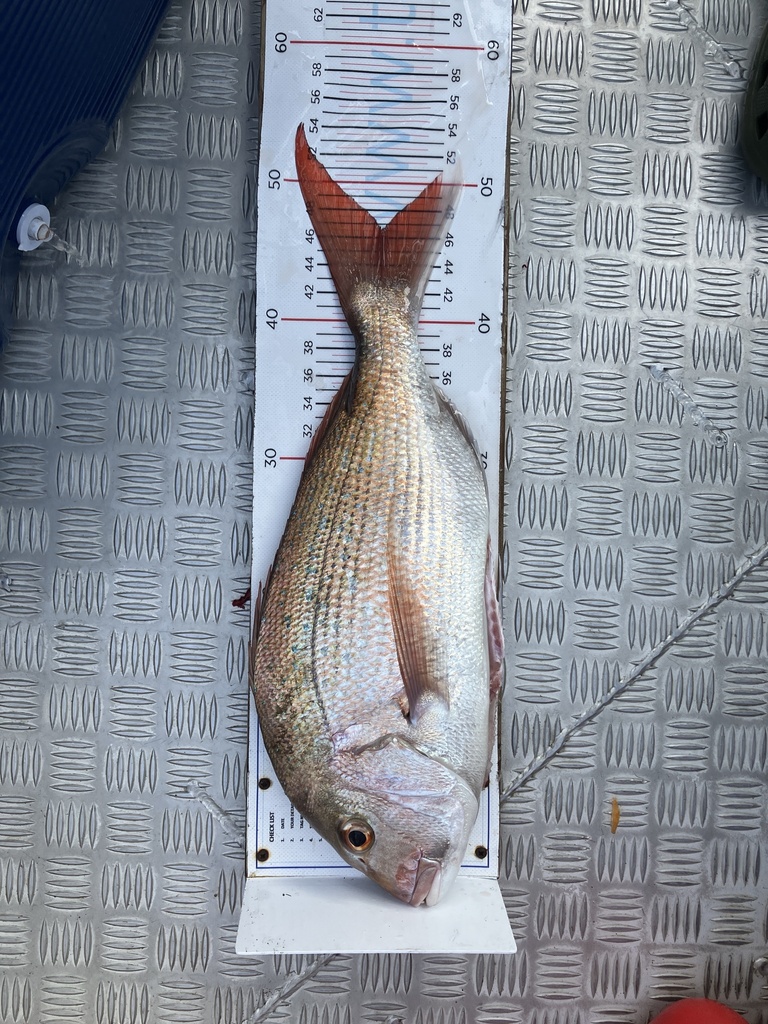 Australasian Snapper from Rauoterangi Channel, Wellington, NZ on July ...