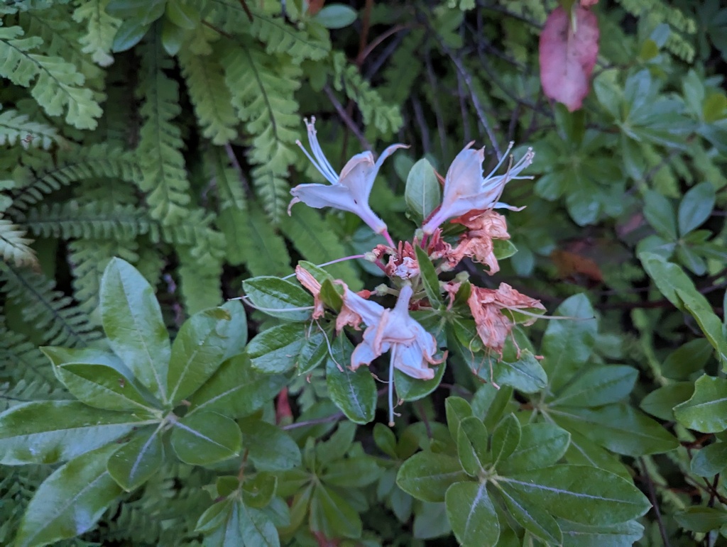 western azalea in July 2023 by Ryan Sorrells · iNaturalist