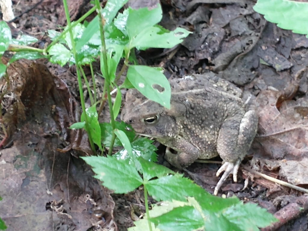 Fowler's Toad from East End, Cincinnati, OH, USA on July 9, 2023 at 11: ...