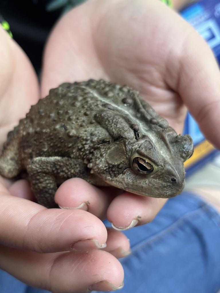 American Toad from George Washington & Jefferson National Forests ...