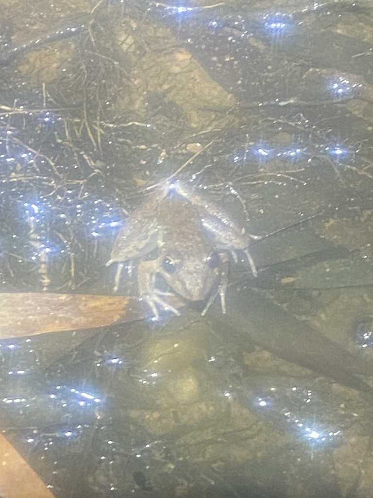 Bumpy Rocket Frog from Cobbold Gorge Nature Refuge, Northhead, QLD, AU ...
