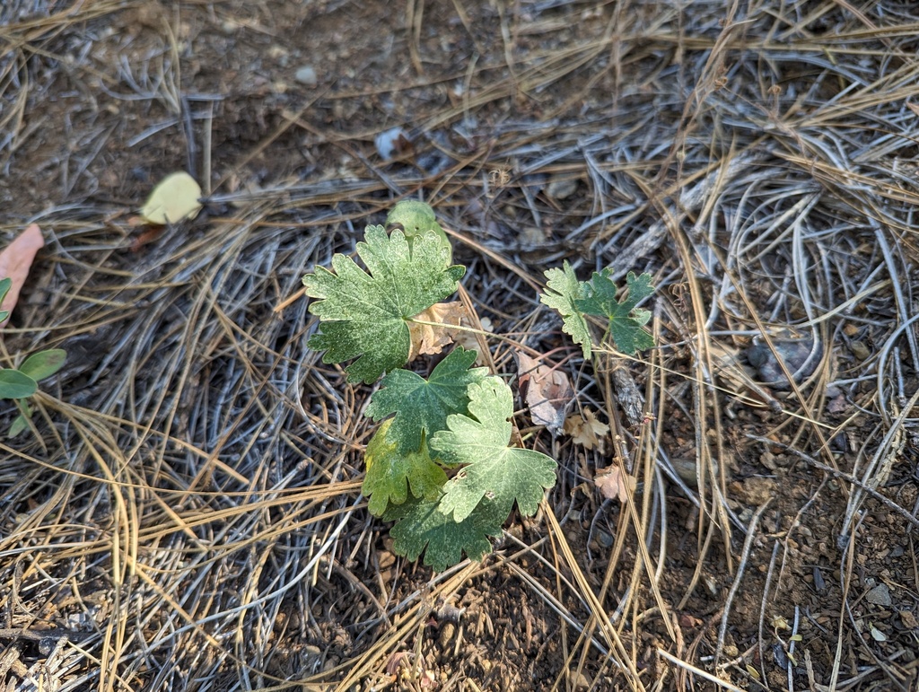 dicots in July 2023 by Ryan Sorrells · iNaturalist