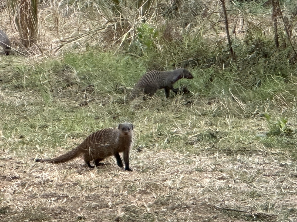 Banded Mongoose from Eastern, ZM on June 30, 2023 at 04:41 PM by Stan ...