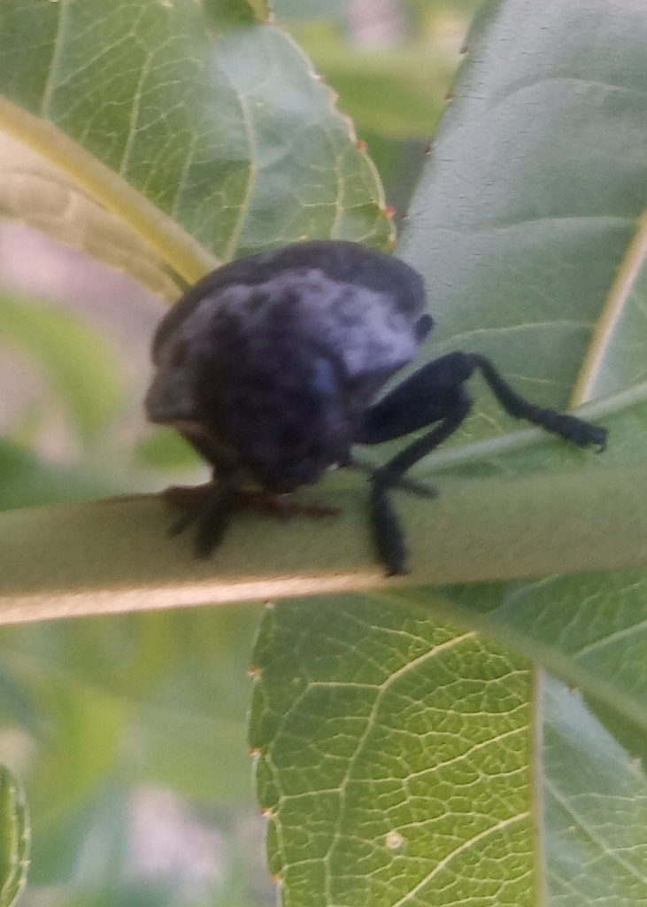 Flat-headed Root-borer from Madarcos, 28755, Madrid, España on July 10 ...