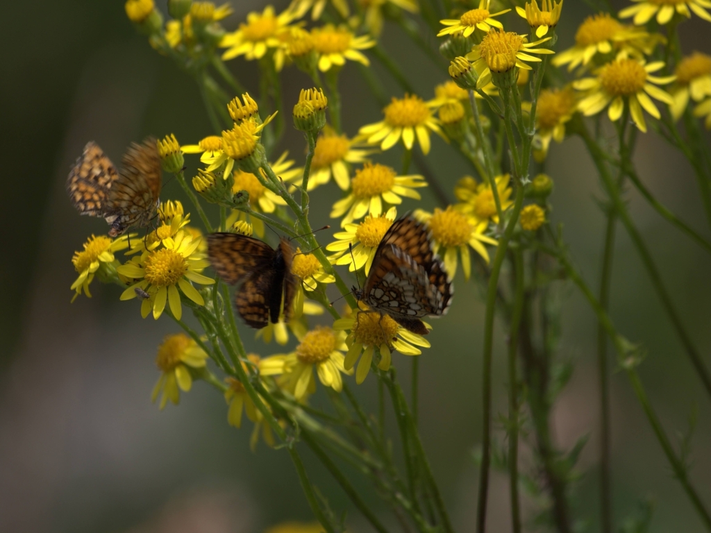 Heath Fritillary from Lieu-dit Frankenthal, 68140 Stosswihr, France on ...