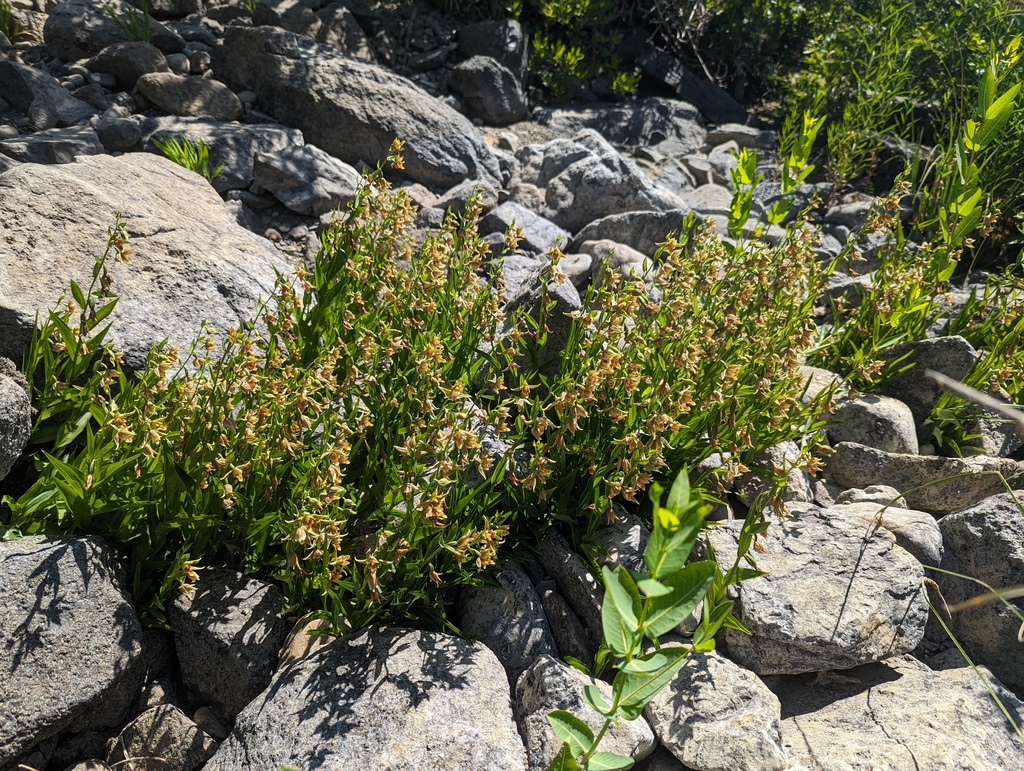 Stream Orchid in July 2023 by Ryan Sorrells · iNaturalist