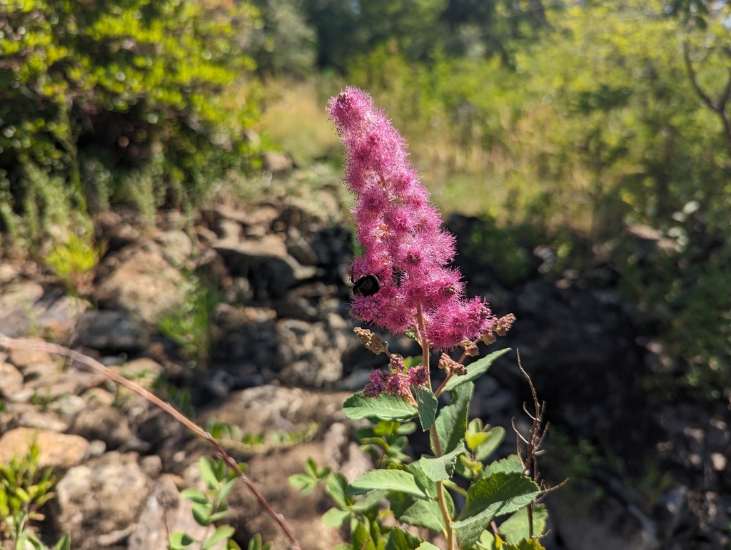 Rose Spirea in July 2023 by Ryan Sorrells · iNaturalist