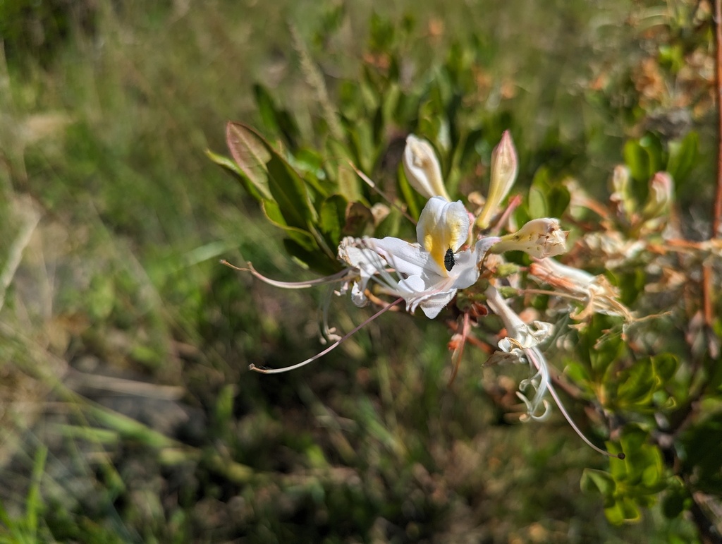 western azalea in July 2023 by Ryan Sorrells · iNaturalist