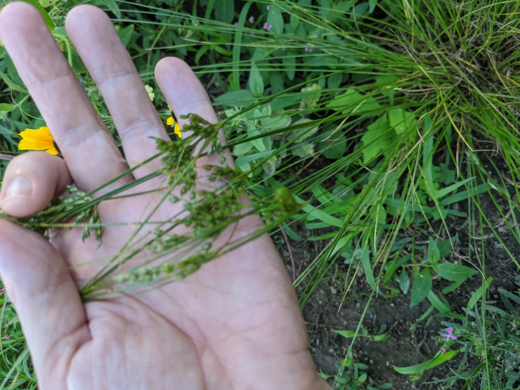 Slender Path Rush from Wanaque on July 10, 2023 at 04:43 PM by janrek ...